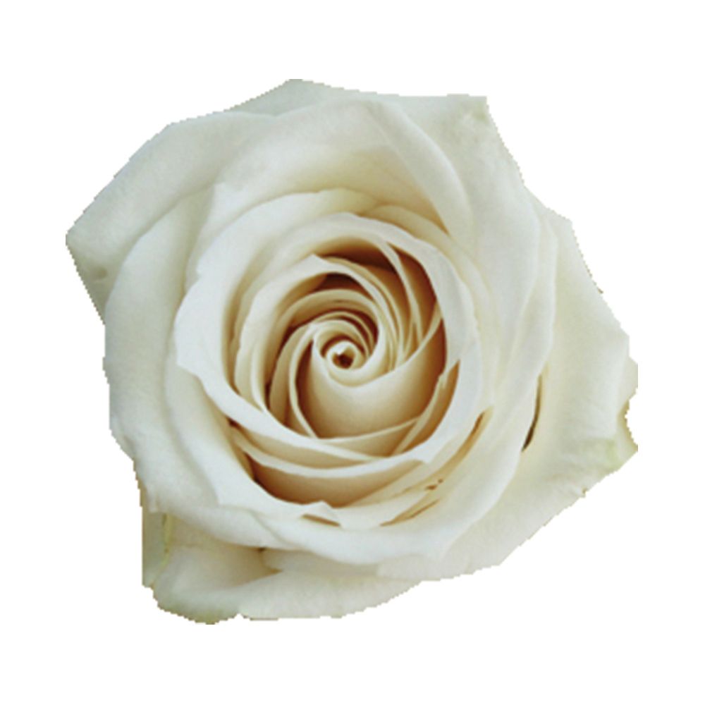 Vendela Rose | Bride & Blossom