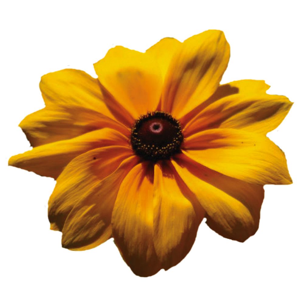 Black Eyed Susan | Bride & Blossom