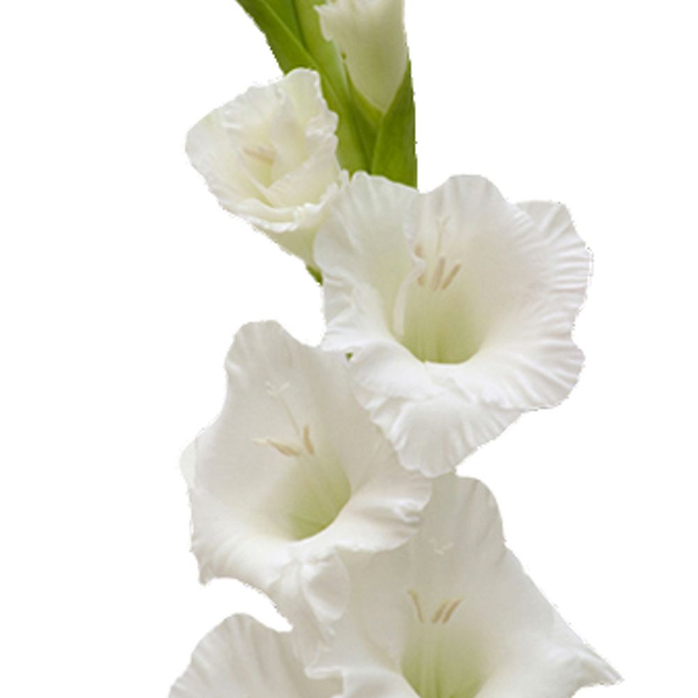 Gladiolus | Bride & Blossom